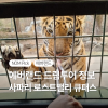 에버랜드 드림투어 사파리 로스트밸리 큐패스 가격 예약 네이버 블로그